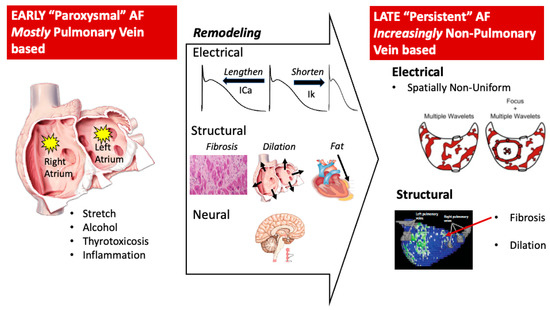 Identifying Atrial Fibrillation Mechanisms for Personalized Medicine