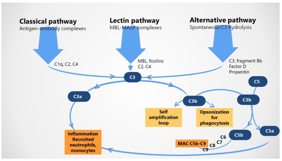 The Complement System, T Cell Response, and Cytokine Shift in ...