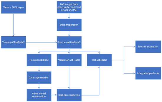 Deep Learning to Distinguish ABCA4-Related Stargardt Disease from PRPH2 ...