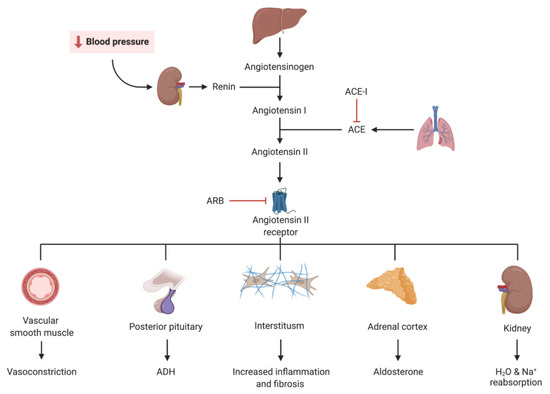 Therapeutic Advances in Diabetic Nephropathy