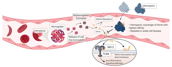 Plasma-Derived Hemopexin as a Candidate Therapeutic Agent for Acute ...