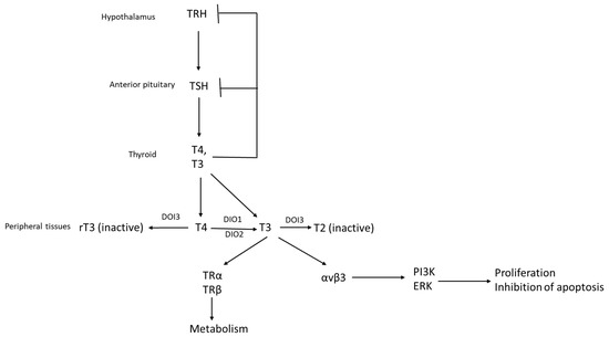 The TSH/Thyroid Hormones Axis and Breast Cancer