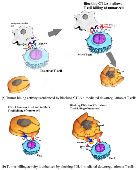 Checkpoint Inhibitors and the Gut