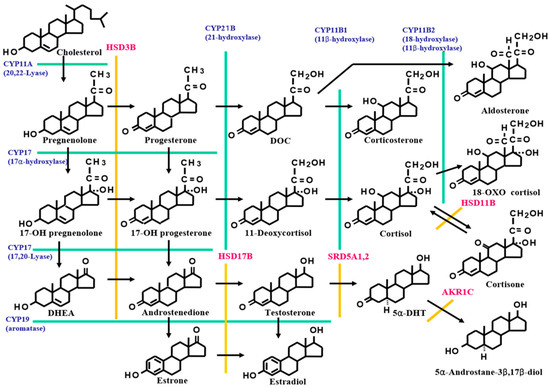 Structure Of Steroids
