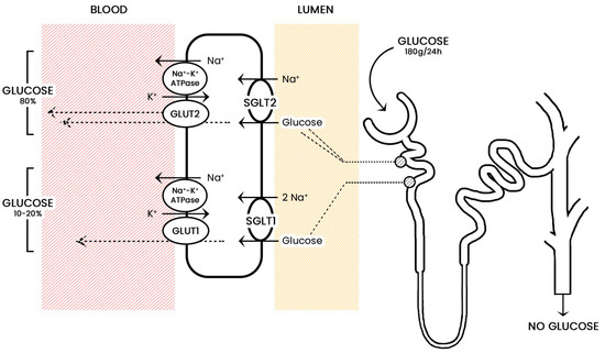 SGLT2 Inhibitors in Type 2 Diabetes Mellitus and Heart Failure—A ...