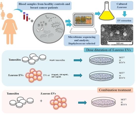 JCM | Free Full-Text | Staphylococcus aureus-Derived Extracellular Vesicles Enhance the Efficacy ...