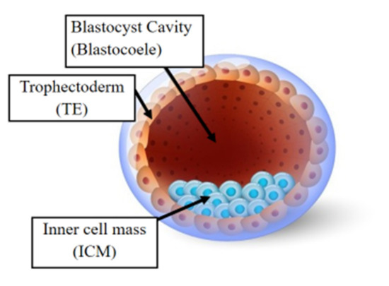 Epigenetic Risks of Medically Assisted Reproduction
