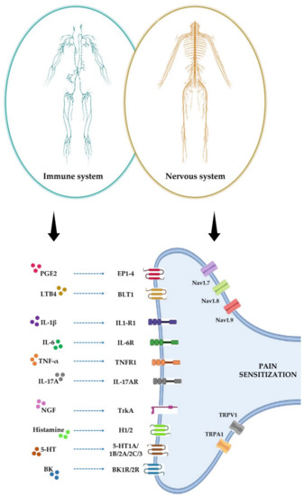 Chronic Pain in Musculoskeletal Diseases: Do You Know Your Enemy?