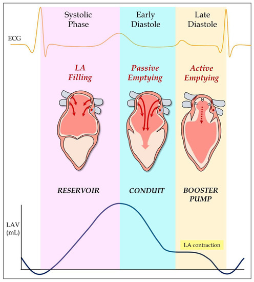Multimodality Imaging in the Study of the Left Atrium