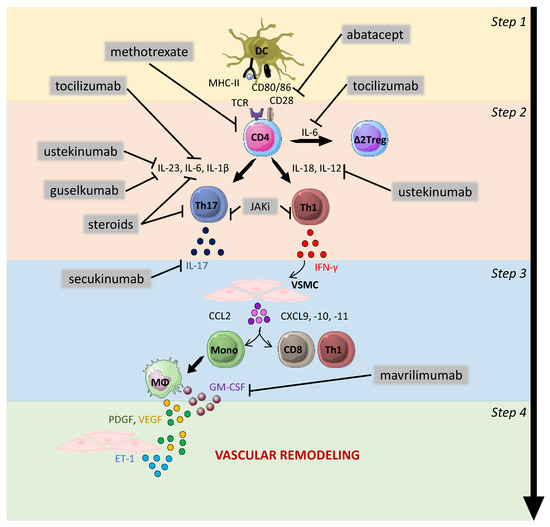 New Insights into the Pathogenesis of Giant Cell Arteritis: Mechanisms ...