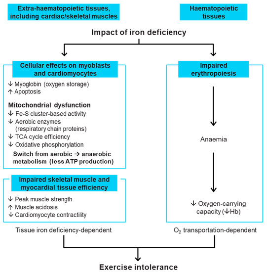 Practical Guidance for Diagnosing and Treating Iron Deficiency in Patients with Heart Failure ...
