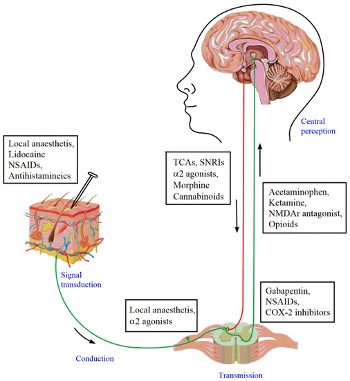 Novel Therapies for the Treatment of Neuropathic Pain: Potential and ...