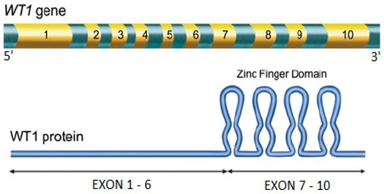 The Role of Wilms’ Tumor Gene (WT1) Expression as a Marker of Minimal ...