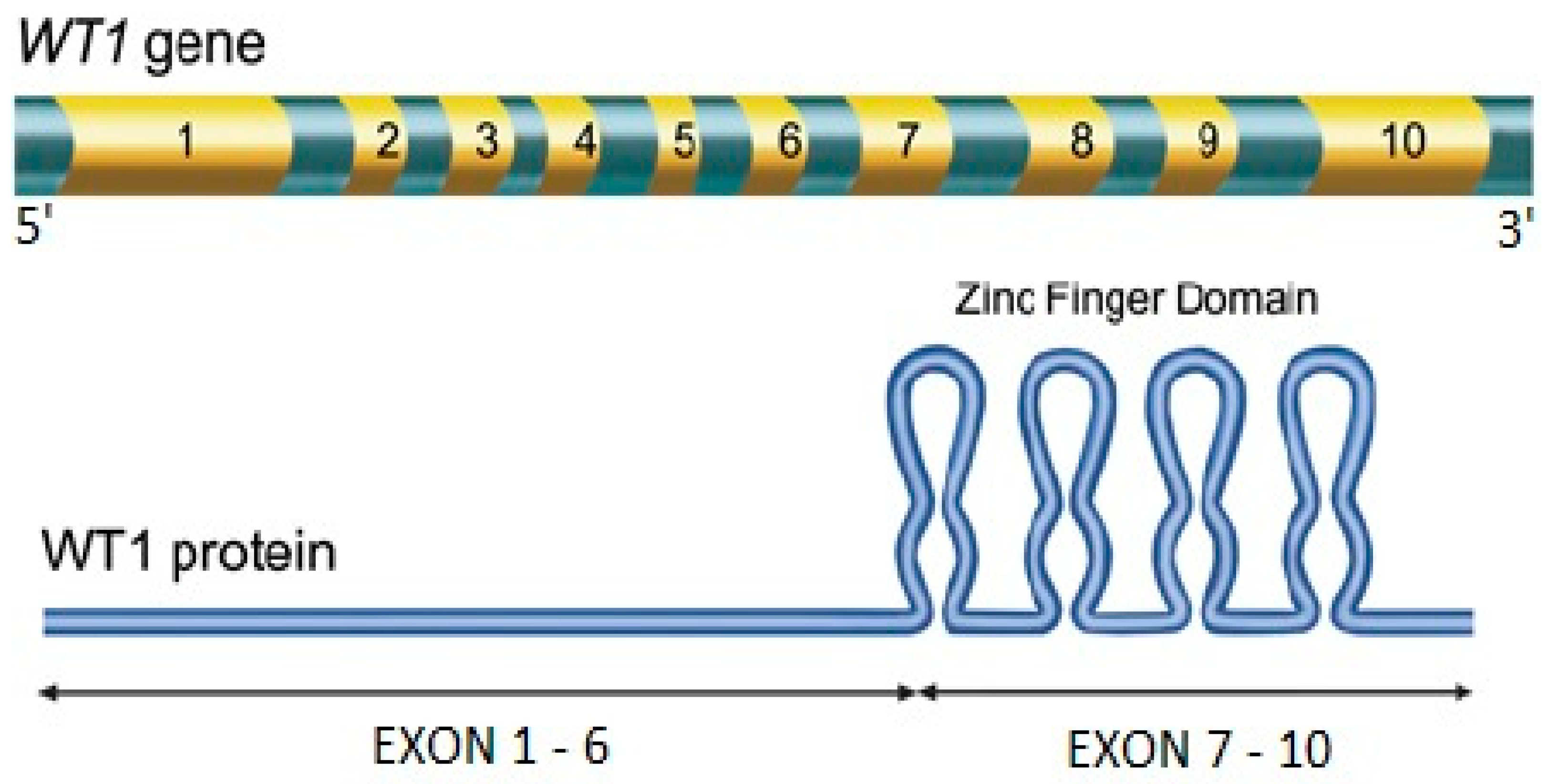 The Role Of Wilms Tumor Gene Wt1 Expression As A Marker Of Minimal