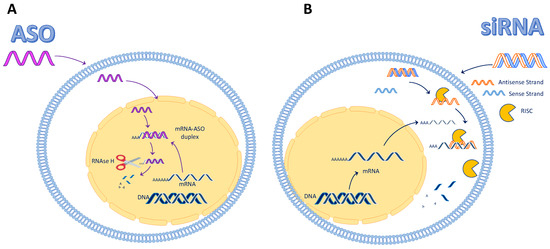 Antisense Oligonucleotides and Small Interfering RNA for the Treatment ...