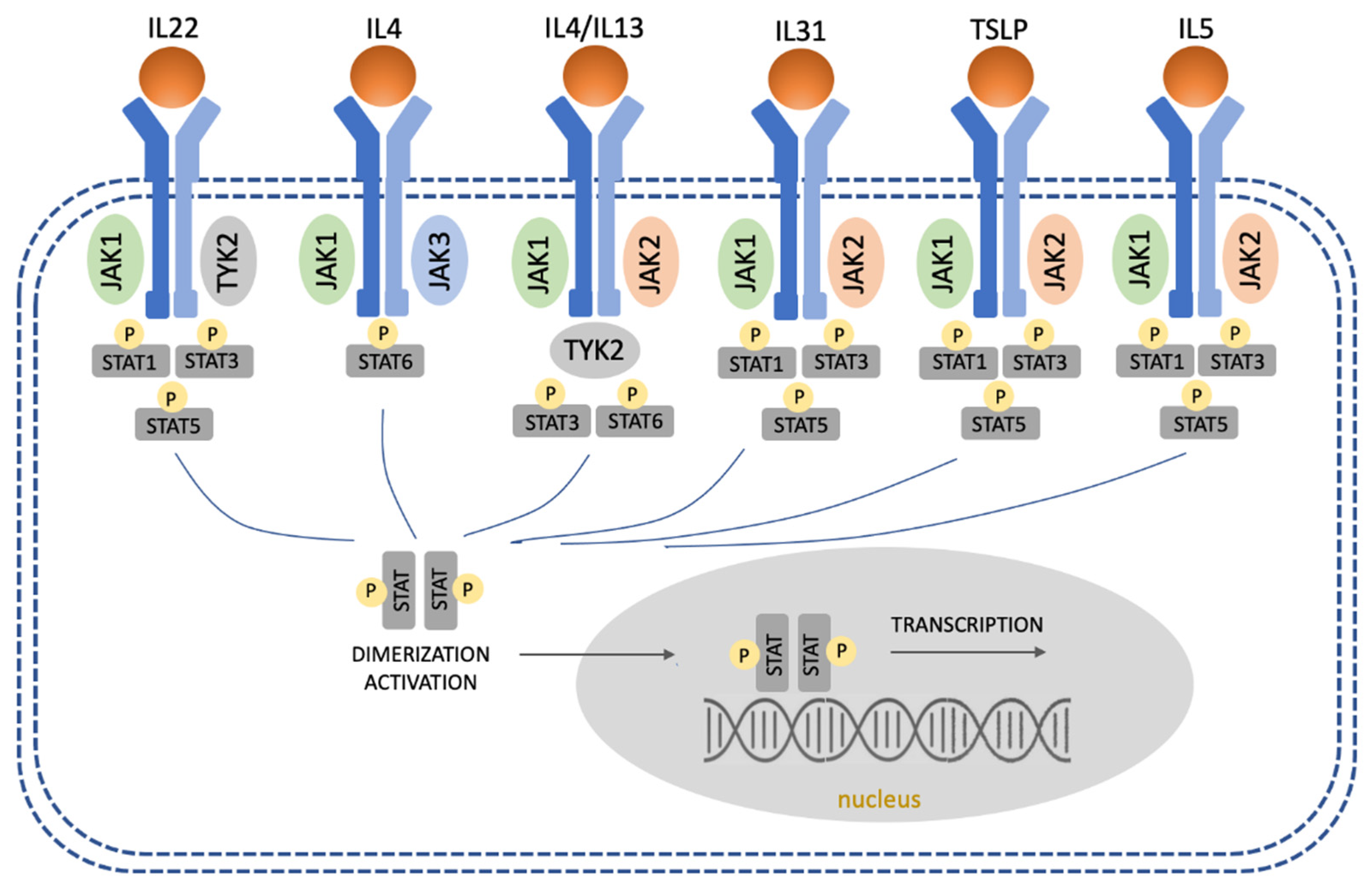 Jak Stat Signaling Pathway Inhibitors From Medchem Express | Hot Sex ... Jak Stat Signaling Pathway Inhibitors From Medchem Express | Hot Sex ...