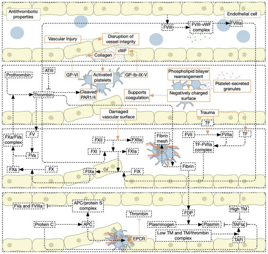 Pathophysiology of Coagulation and Emerging Roles for Extracellular ...