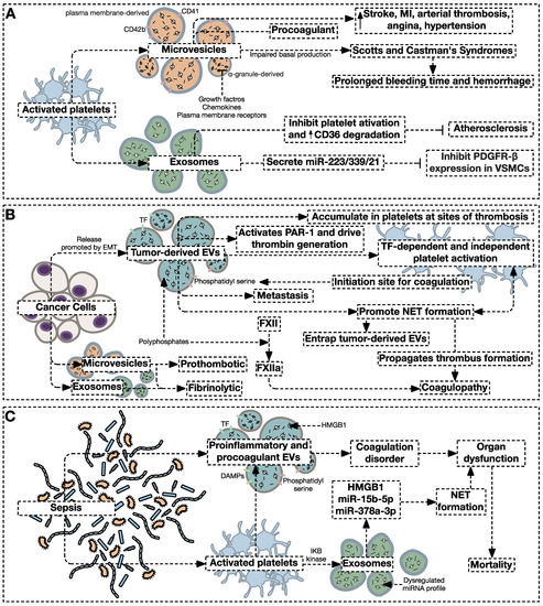 JCM | Free Full-Text | Pathophysiology of Coagulation and Emerging Roles for Extracellular ...