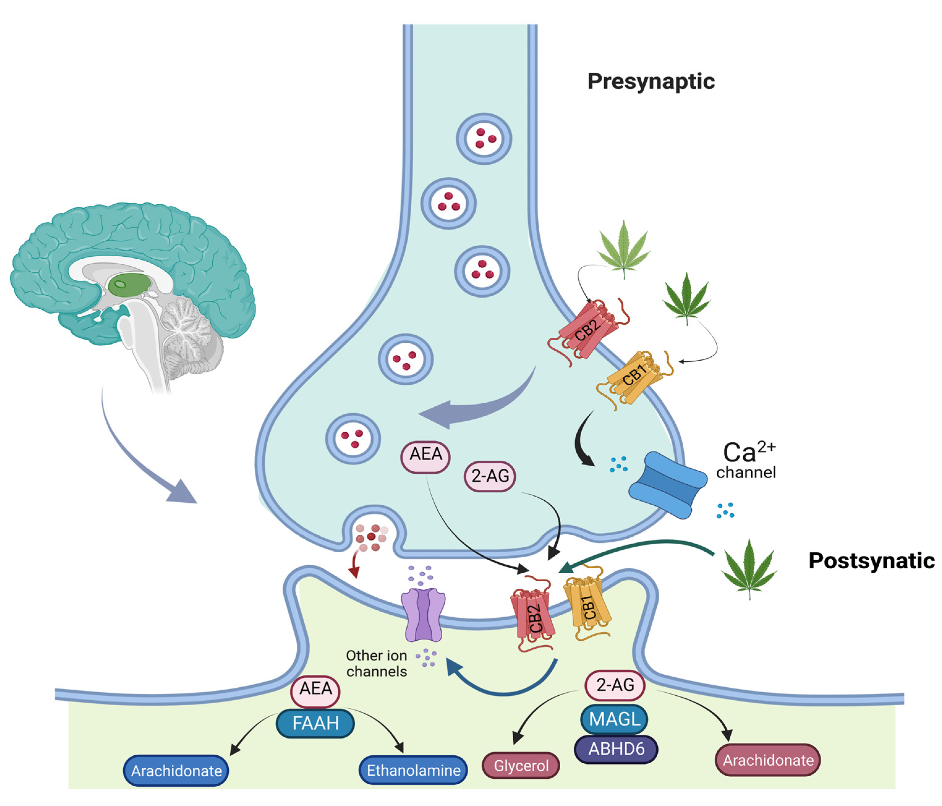 Practical Considerations for the Use of Cannabis in Cancer Pain ...