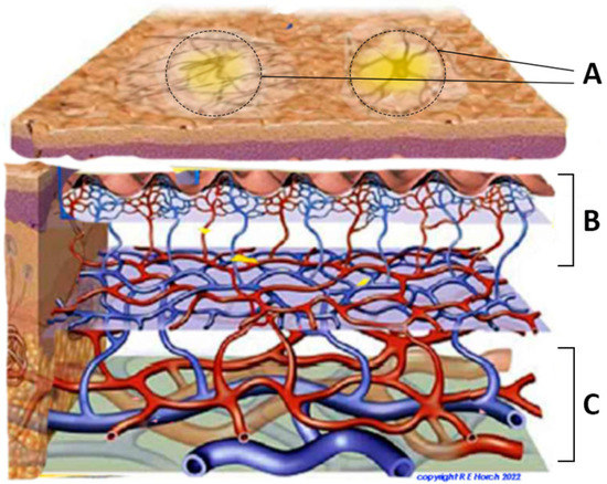 Effects of Different Pressure Levels in Topical Negative Pressure ...