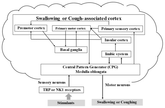 Comprehensive Approaches to Aspiration Pneumonia and Dysphagia in the ...