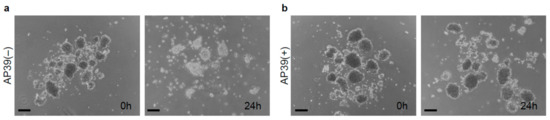 AP39, a Mitochondrial-Targeted H2S Donor, Improves Porcine Islet ...