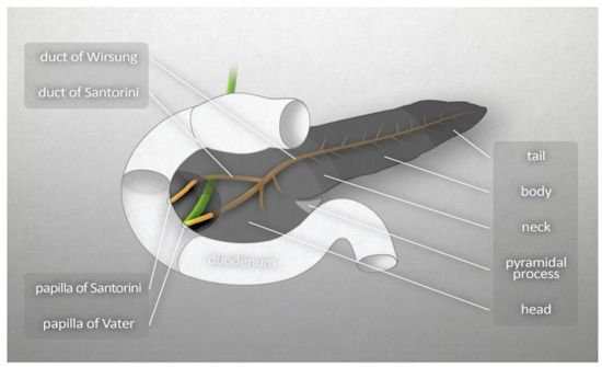 The Pancreas and Known Factors of Acute Pancreatitis