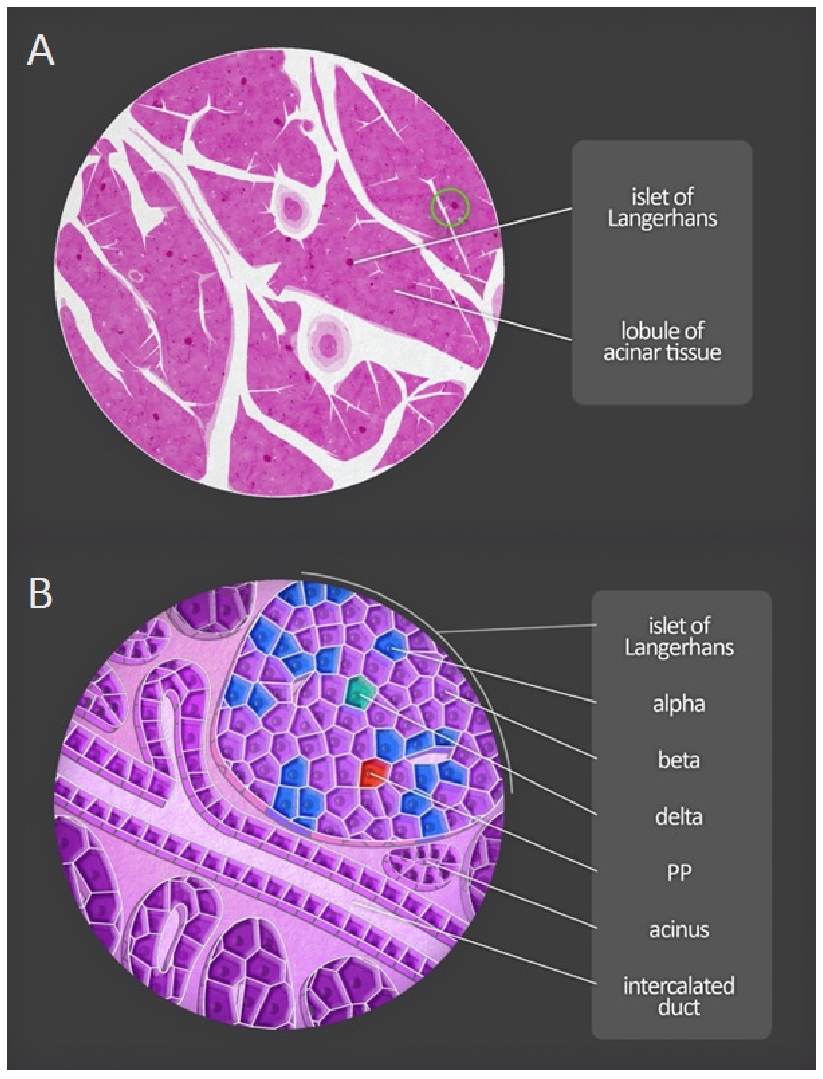 Pancreas Histology Labeled Acini