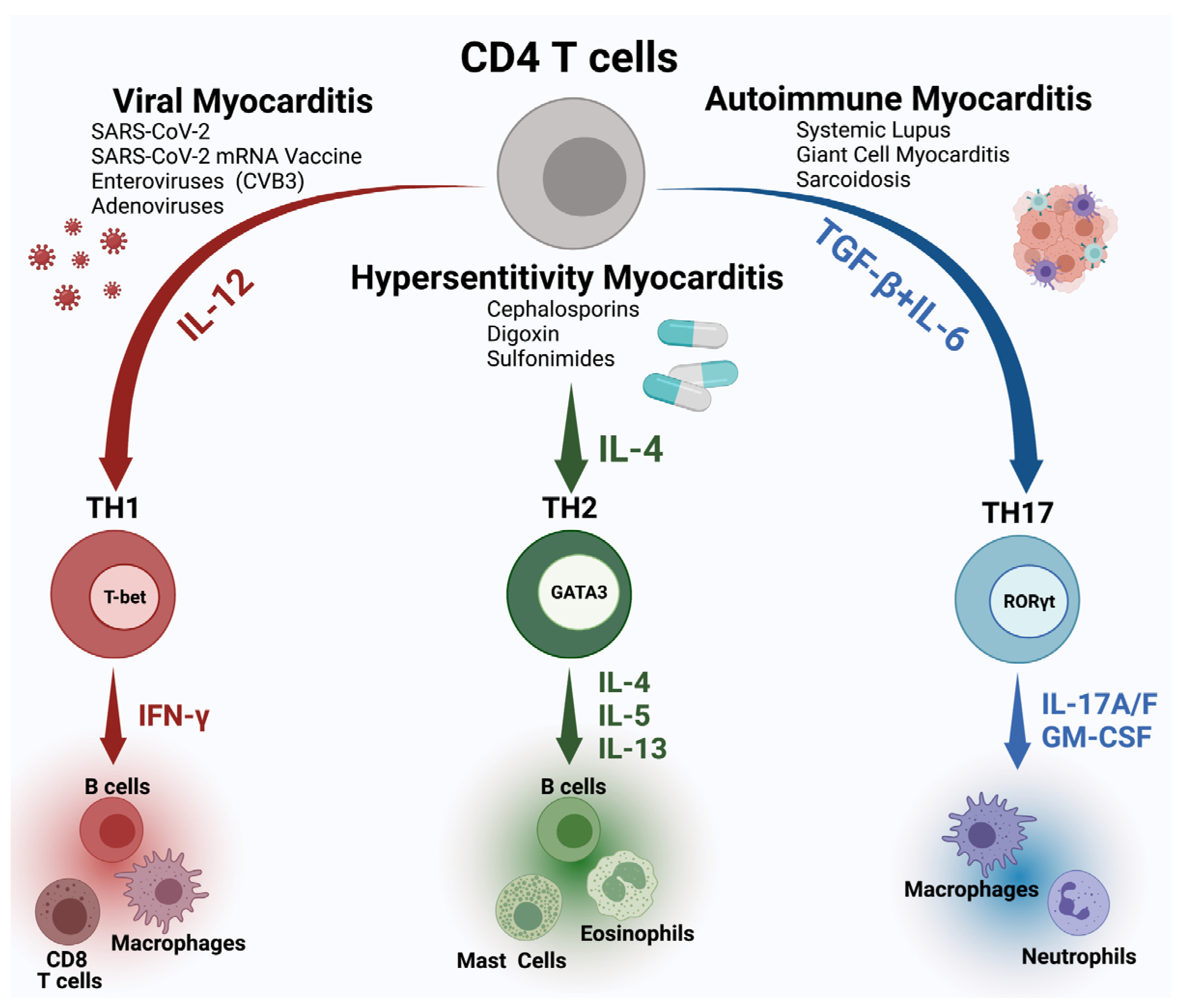 Jcm Free Full Text Meeting The Challenges Of Myocarditis New