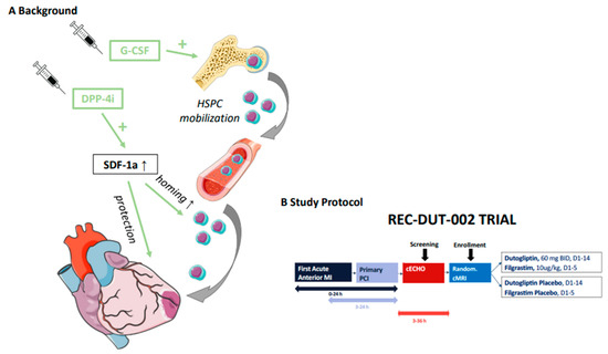 Dutogliptin in Combination with Filgrastim in Early Recovery Post ...