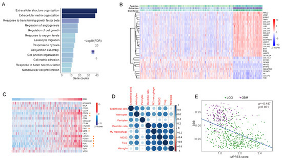 Glioma Shapes Blood–Brain Barrier Integrity and Remodels the Tumor ...