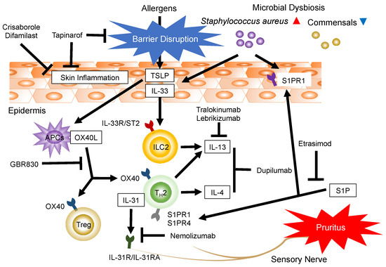 The Dawn of a New Era in Atopic Dermatitis Treatment