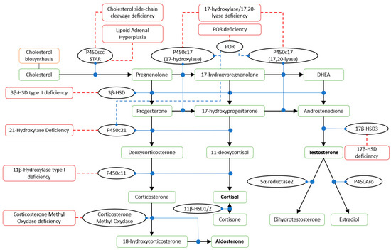 Guideline Review Congenital Adrenal Hyperplasia Clinical Practice