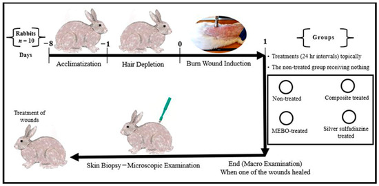 Histopathological Evaluation of the Healing Process of Standardized ...