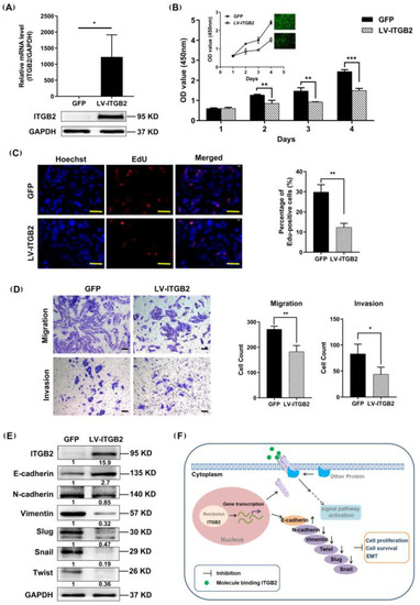 The Profile and Clinical Significance of ITGB2 Expression in Non-Small ...