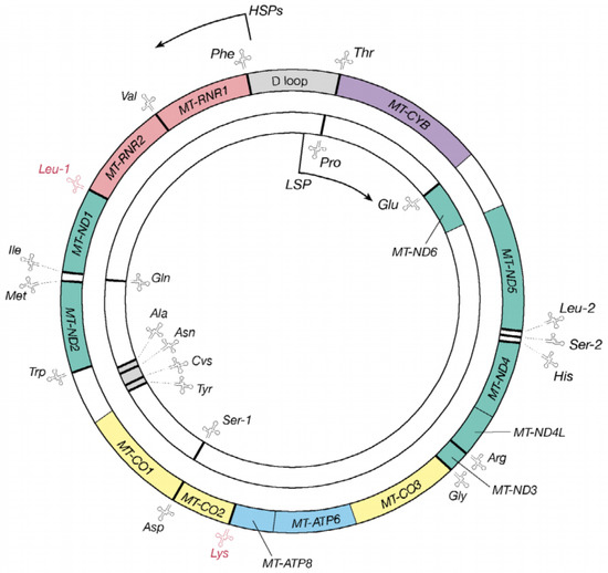Mitochondrial Cardiomyopathy: The Roles of mt-tRNA Mutations