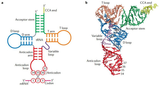 Mitochondrial Cardiomyopathy: The Roles of mt-tRNA Mutations