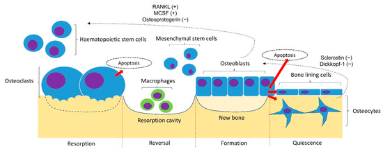 A Mini Review on Osteoporosis: From Biology to Pharmacological ...