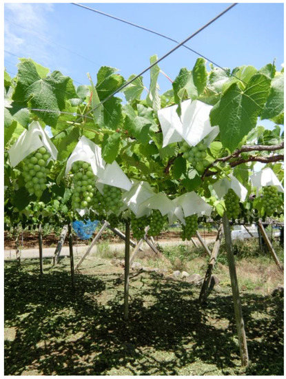 Characteristics of Grape Shelf Eye Injuries at Vineyards in Japan