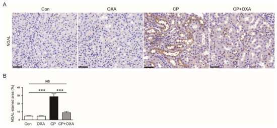 JCM | Free Full-Text | Protective Effects of Orexin A in a Murine Model ...