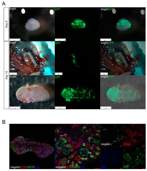 Development of a Cryopreservation Technique for Xenogeneic Kidney ...