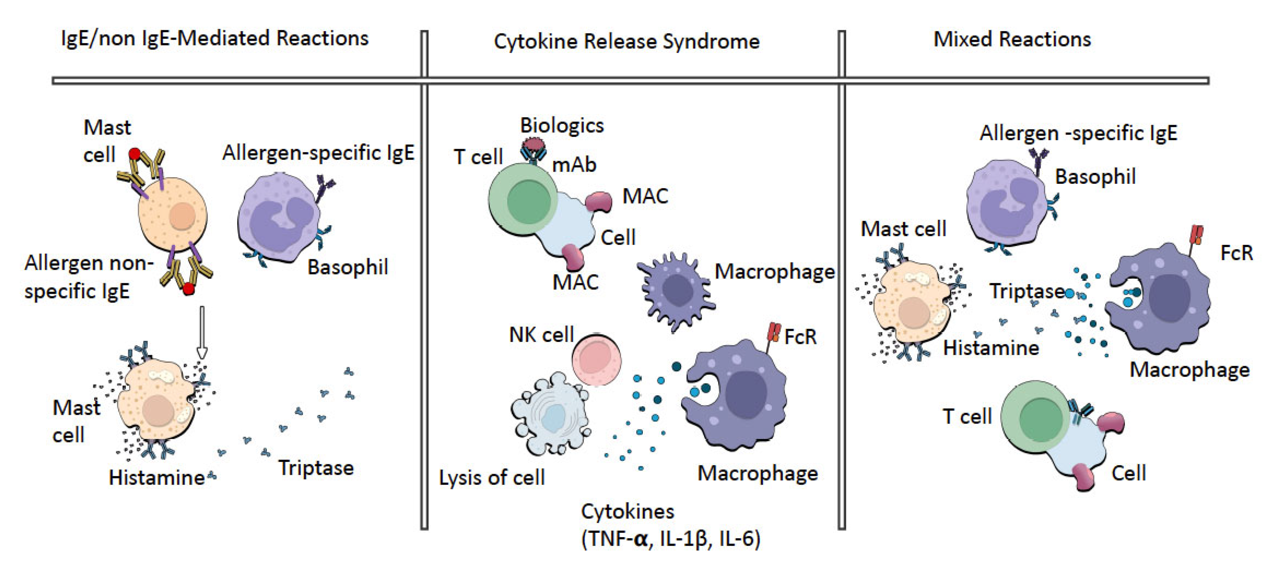 JCM | Free Full-Text | Hypersensitivity to Biological Treatments in ...