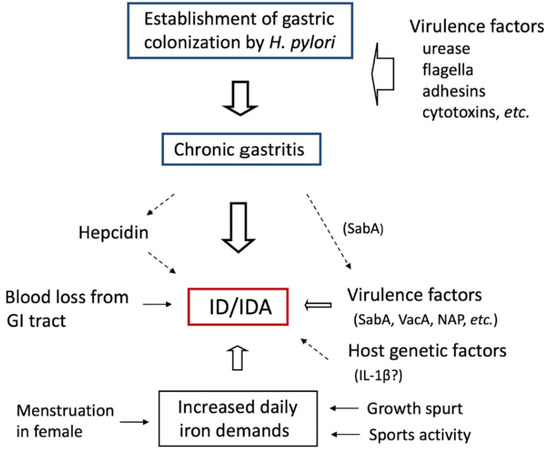 Helicobacter pylori-Associated Iron Deficiency Anemia in Childhood and ...