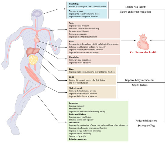 JCM | Free Full-Text | RETRACTED: Cardiovascular Disease and Exercise ...