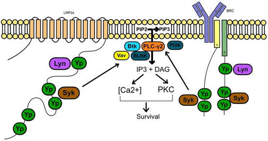 Post-Transplant Lymphoproliferative Disease (PTLD) after Allogeneic ...