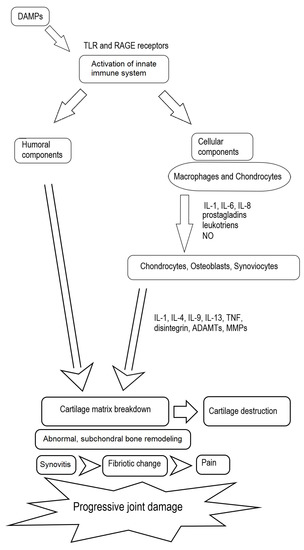 Osteoarthritis: Pathogenesis, Animal Models, and New Regenerative Therapies