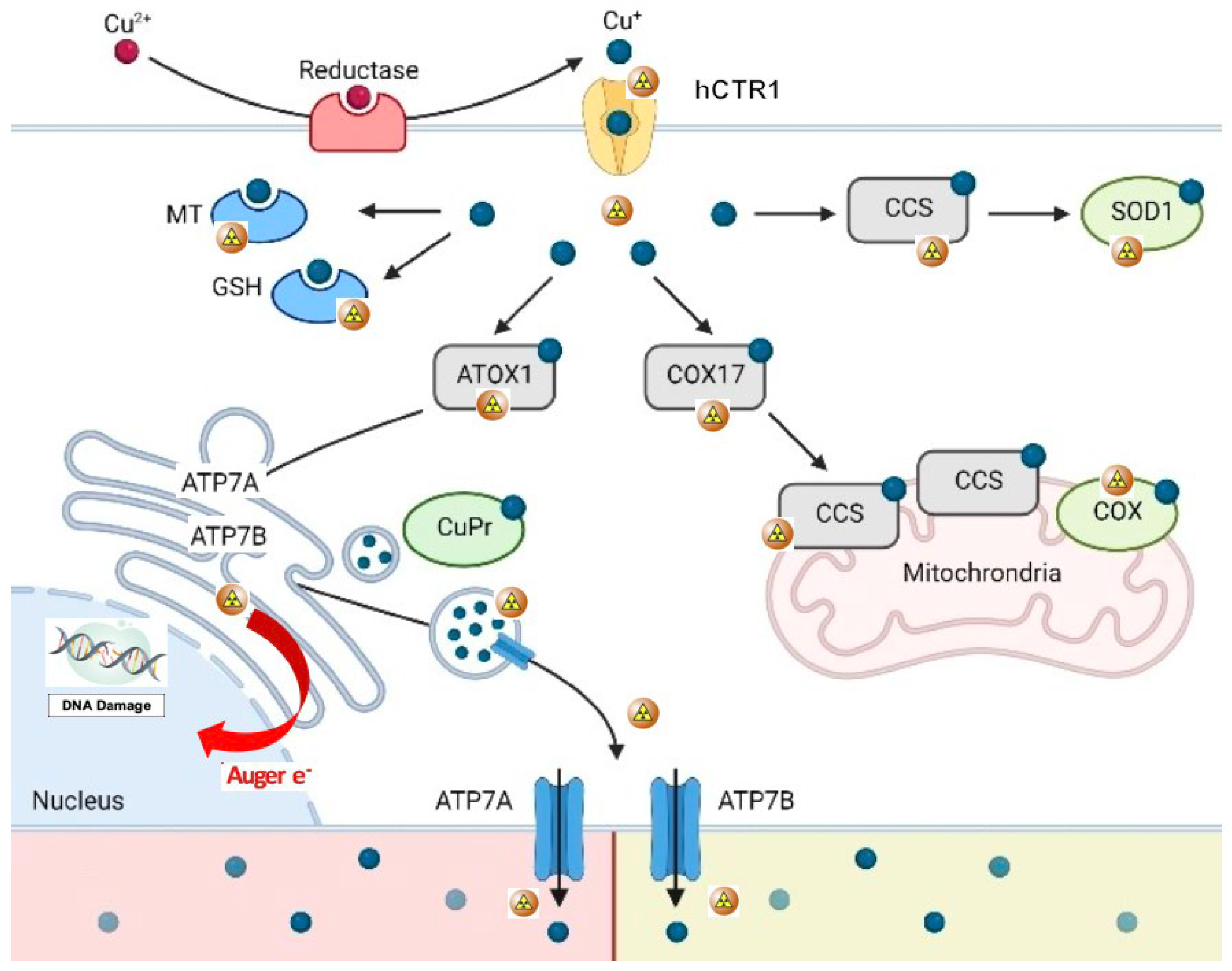 Targeting Copper in Cancer Imaging and Therapy: A New Theragnostic Agent