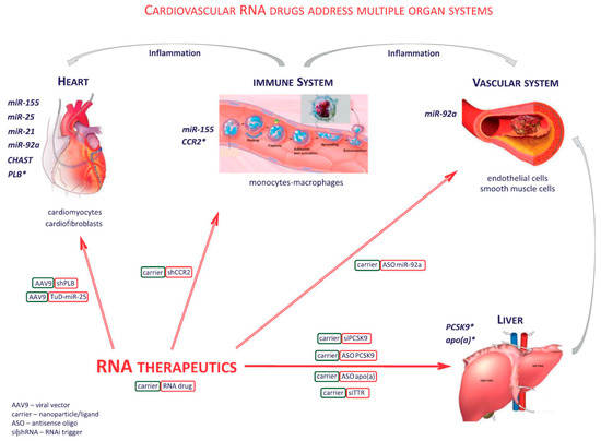 JCM | Free Full-Text | Innate Immunity in Cardiovascular Diseases ...