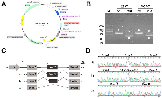 JCM | Free Full-Text | Identification of a Novel Non-Canonical Splice-Site Variant in ABCD1