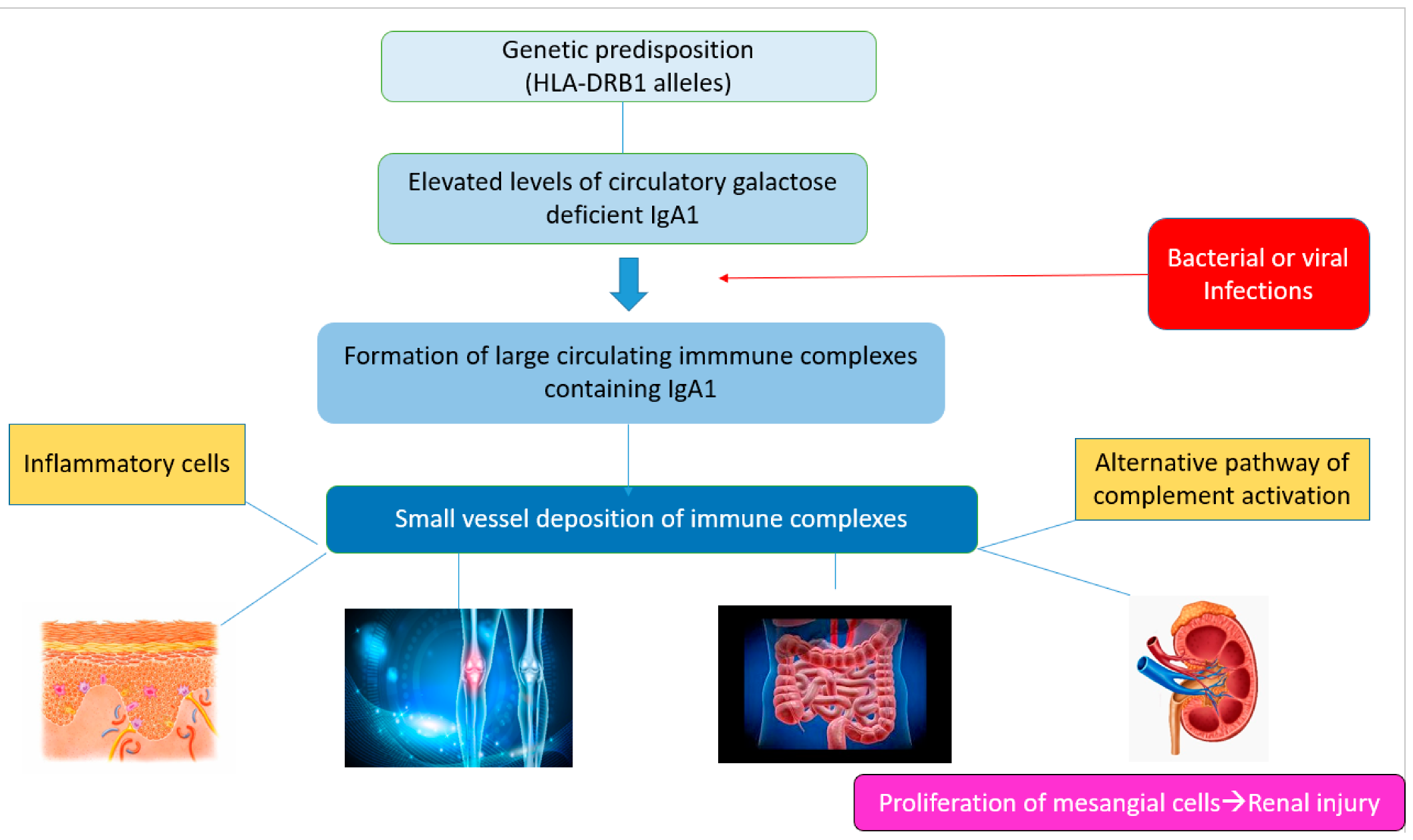 Henoch Schonlein Purpura Pathophysiology